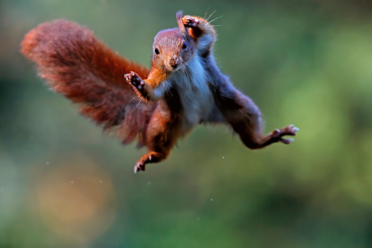 Woman hilariously reacts as her cats chase a flying squirrel in her home