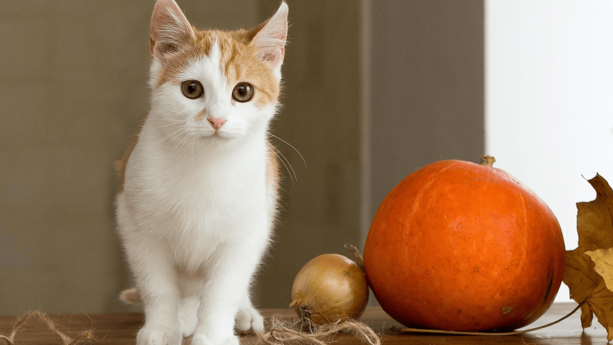 15 warning signs in your cat that could indicate something serious (it ...