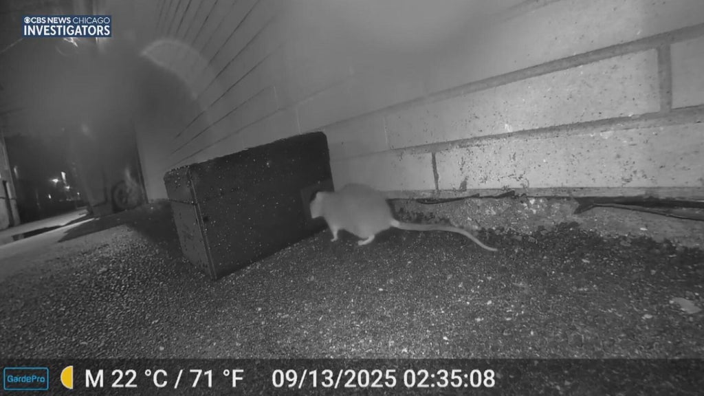 Chicago rat birth control pilot program expansion shows promise in ...