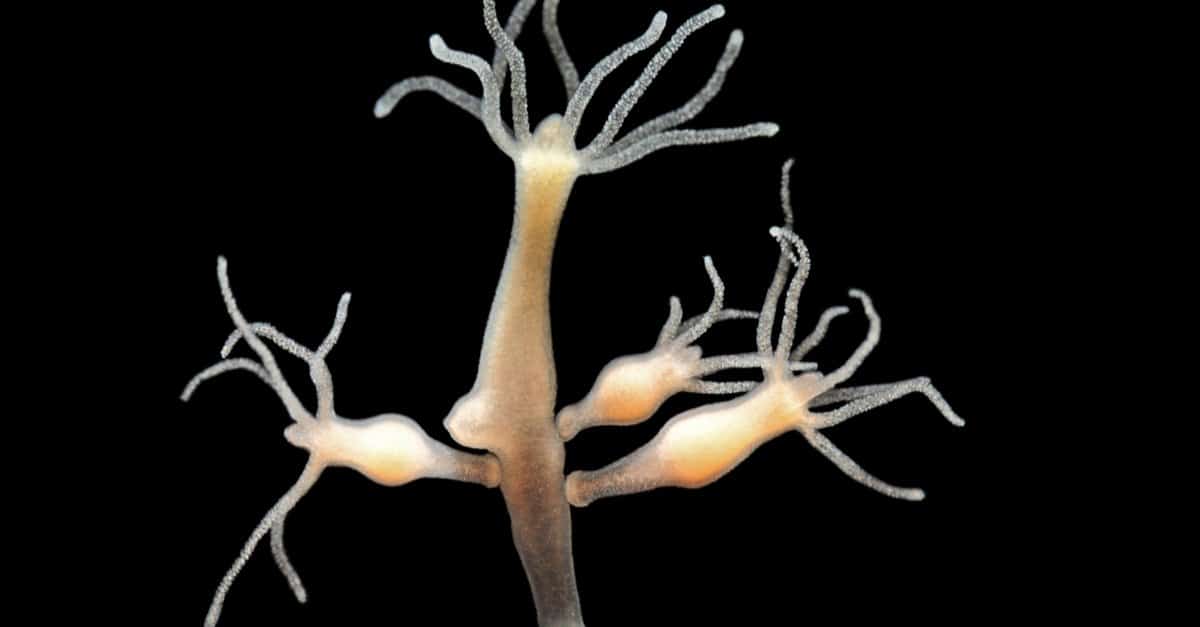 12 creatures are almost too weird to exist