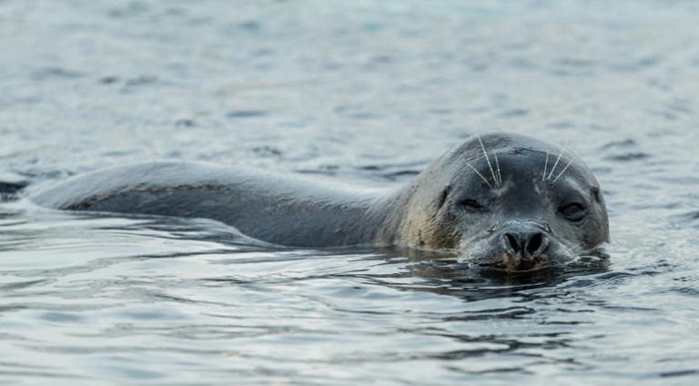 Meet Flounder! Seattle Aquarium’s newest harbor seal