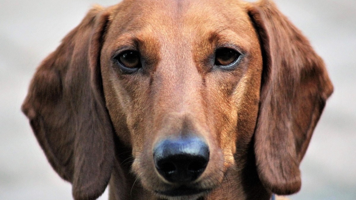 20 silent signs in your dog that could indicate serious illness ...