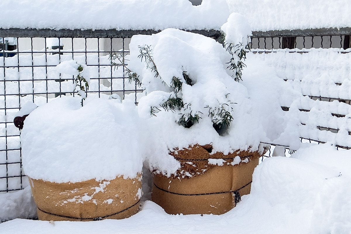 A guide to protecting your plants from a snow storm