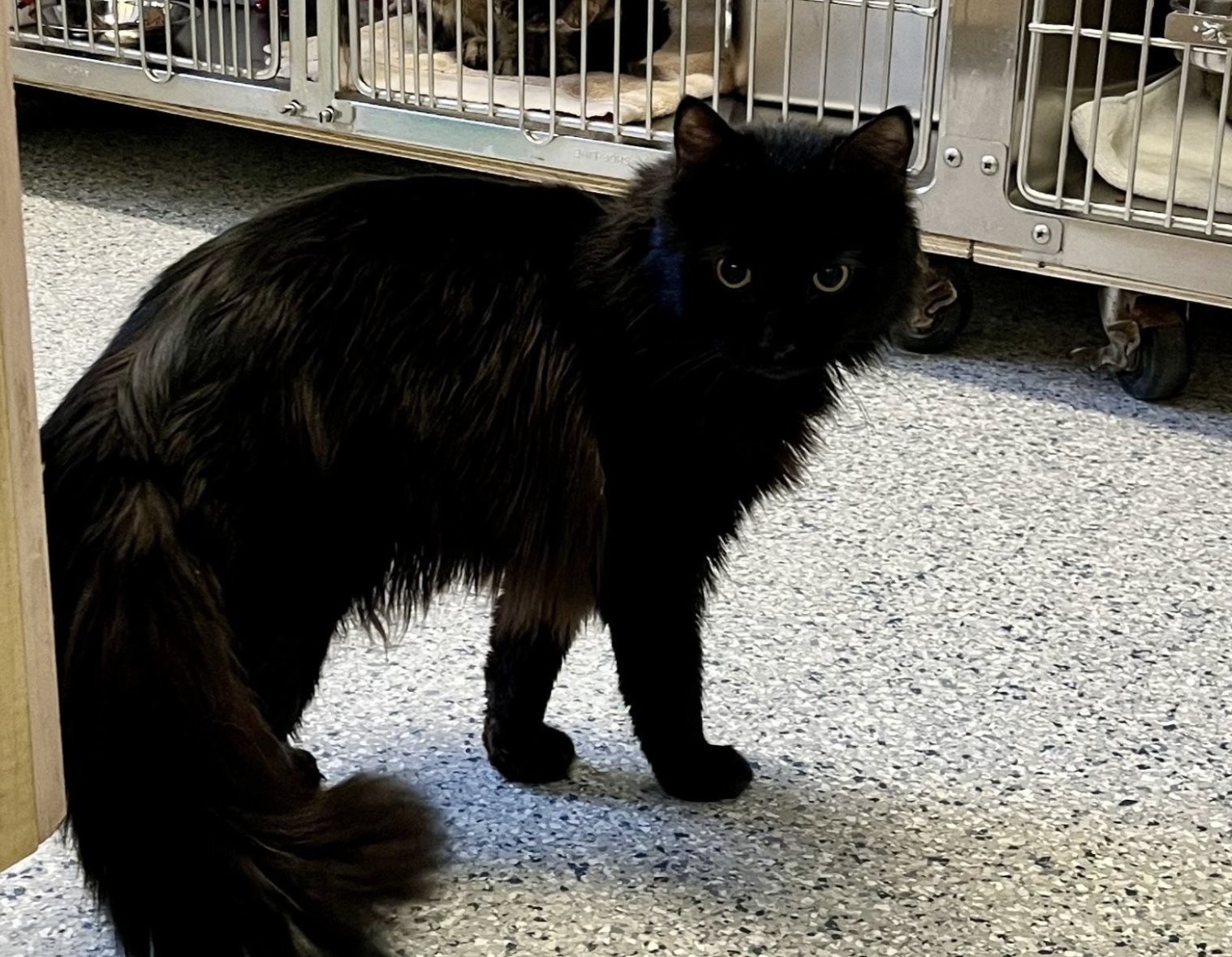 Socialable Cat Seeks Her Forever Home After Being Left Behind