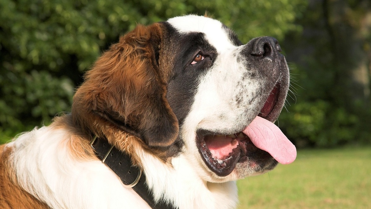 The most adorable giants: 13 robust dogs that fascinate many