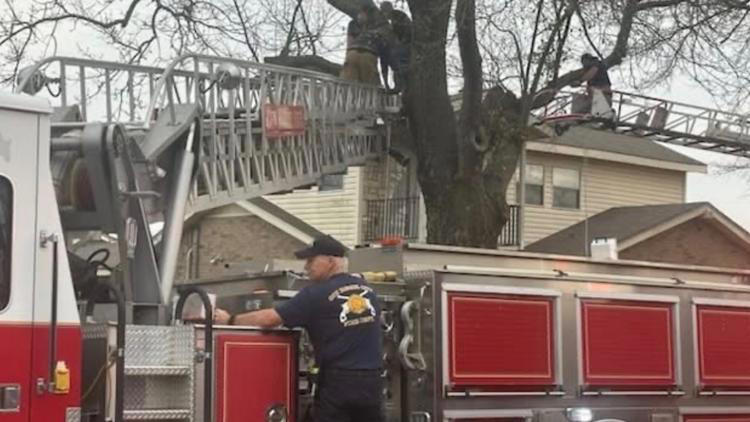 Rescue teams save injured tree trimmer stuck 20 feet up in Gun Barrel City