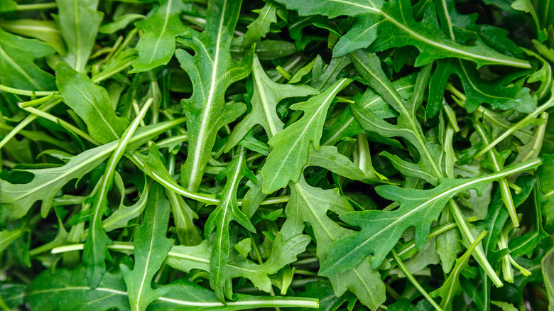 Spinach vs arugula: The difference that you can taste