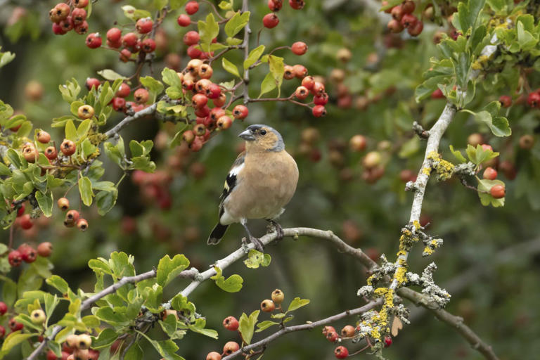 Most common finches found in UK gardens — and how to recognise them