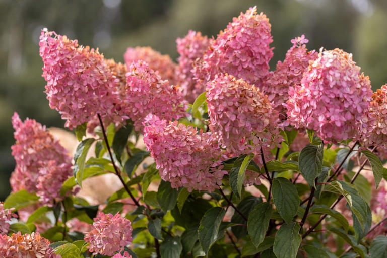 5 shrubs with long-blooming flowers for color that lasts all season