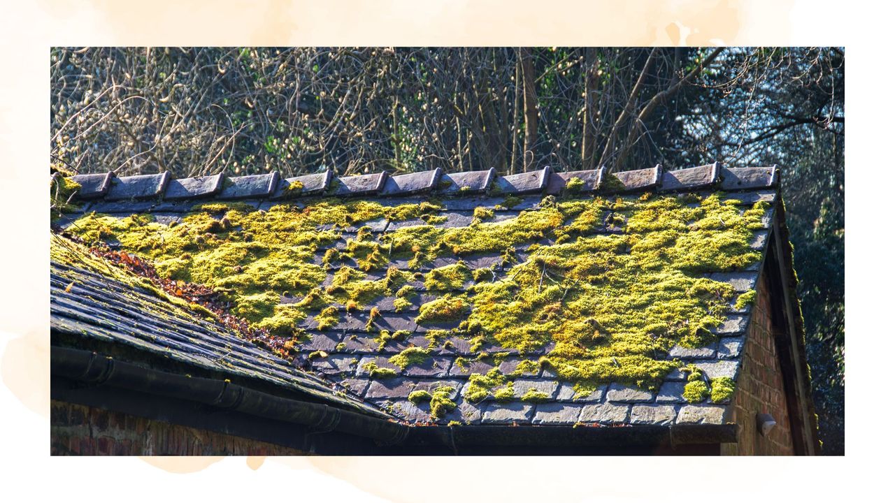 When was the last time you cleaned your roof? Failing to keep it clean ...