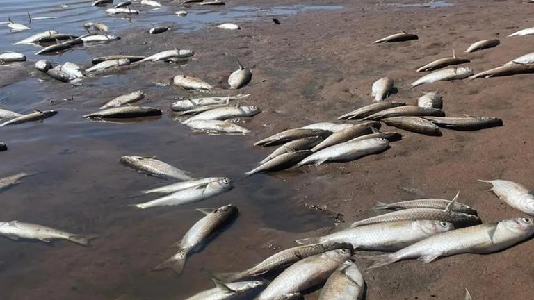 Mass fish kill at uMhlali River forces KwaDukuza beach closures as ...