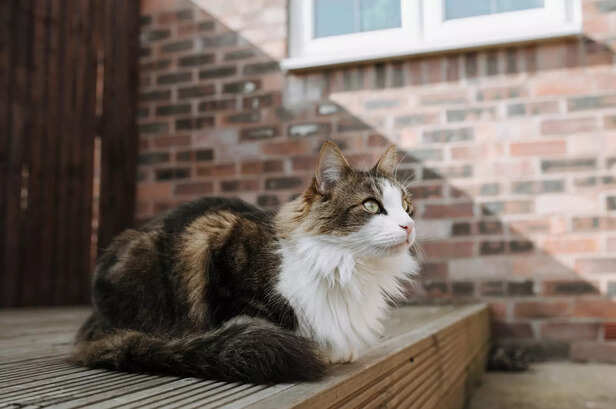 The long-living felines: Cats that grow older with grace