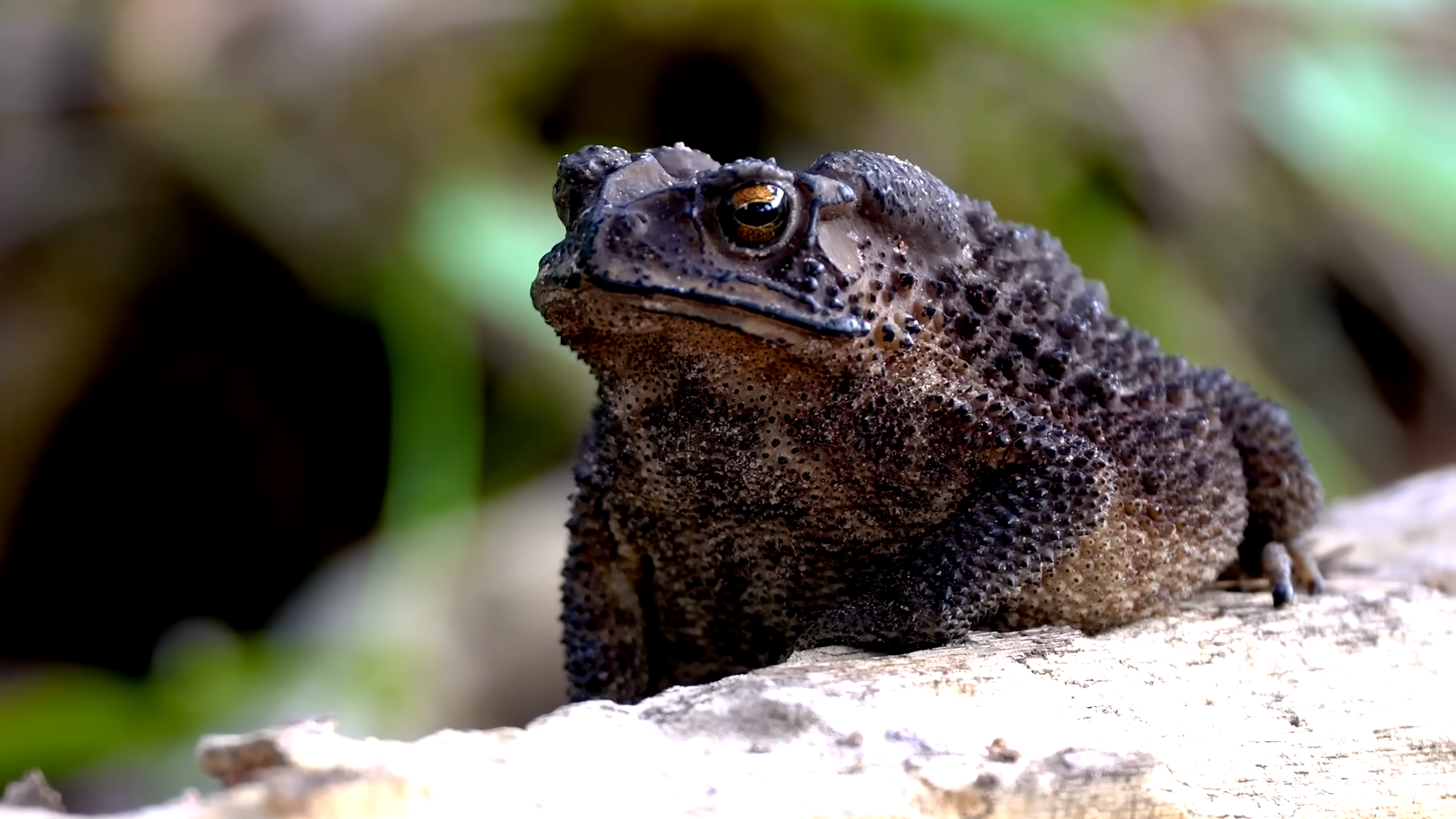 This toad can kill a dog in minutes – and there are millions of them
