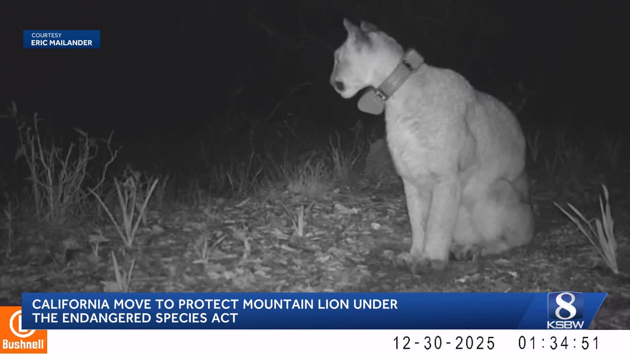 California Fish and Game Commission increases protections for mountain ...