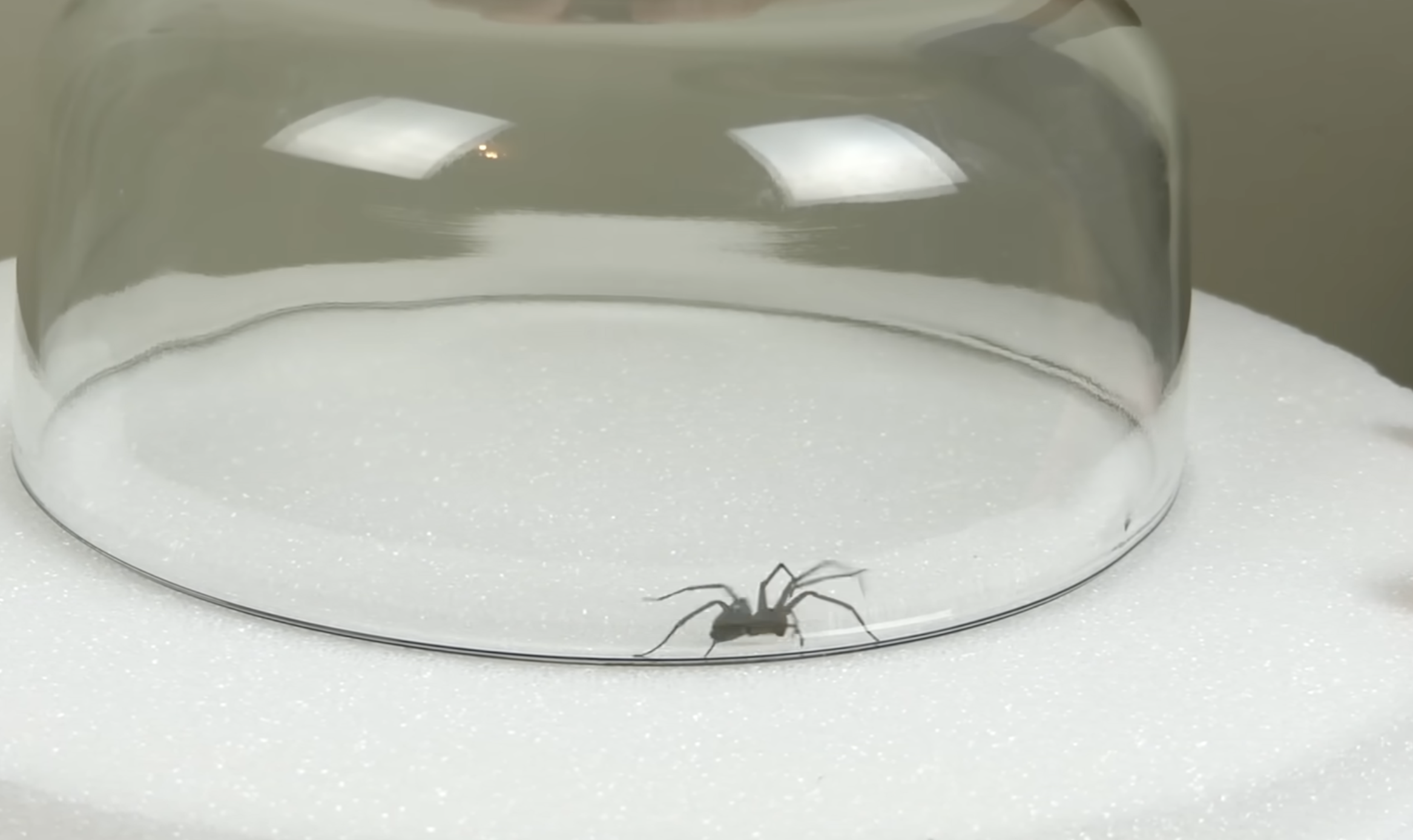 Do spiders actually get dizzy?