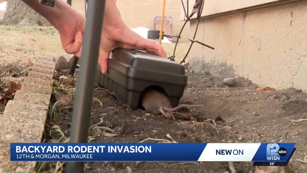 Milwaukee woman battles rat infestation near her home