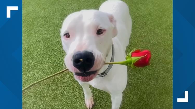 Waco's Pet Circle Regional Animal Center offering $5 adoptions for ...