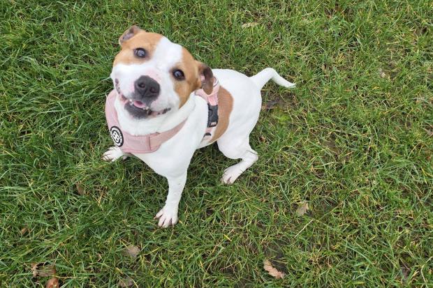 Meet the 'pretty' pooch searching for her perfect forever home