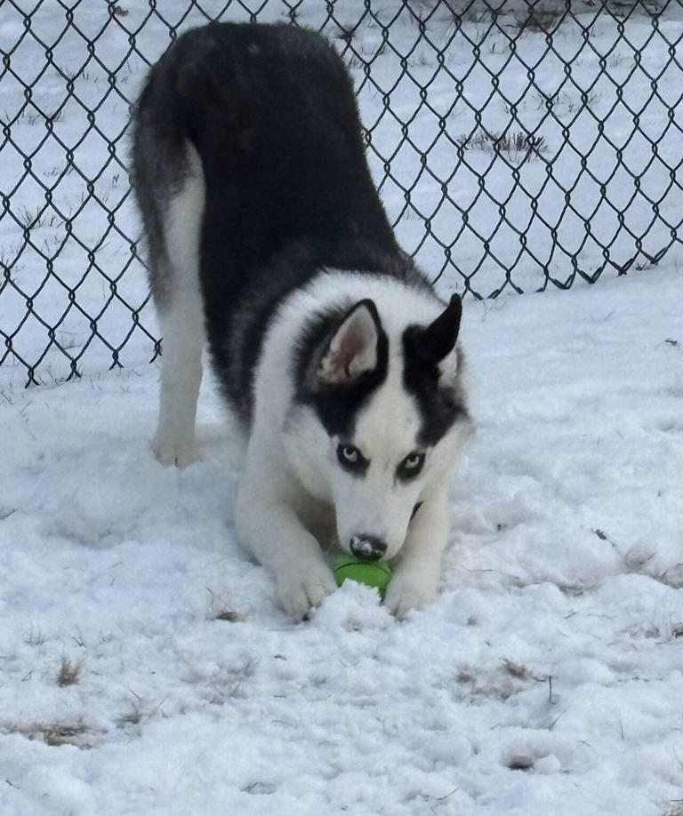 Where are the dogs from Puppy Bowl 2026 now? Here's an update on CT's ...