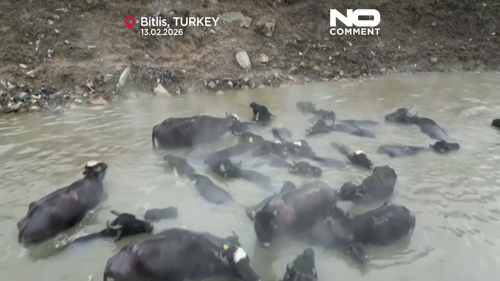 Turkey: Unusual footage shows water buffaloes soaking in hot springs