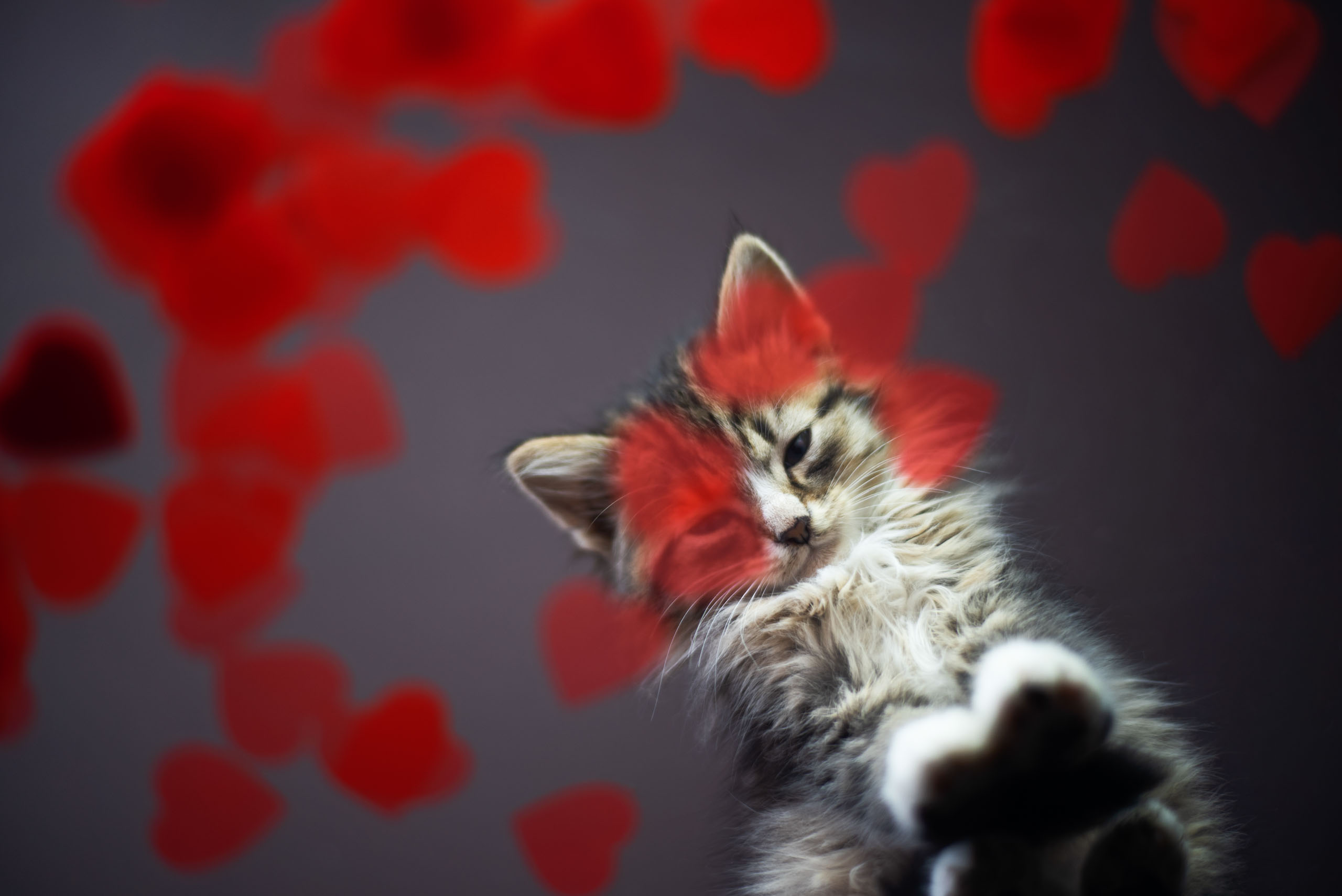 Love cats! Just 10 adorable pictures of our feline friends to celebrate ...
