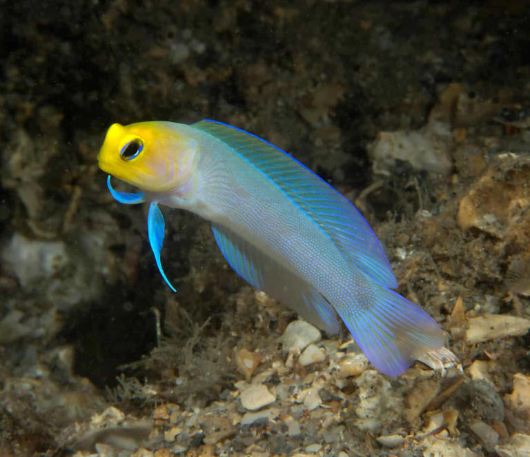 Tiny fish, big attitude: How jawfish defend their burrows