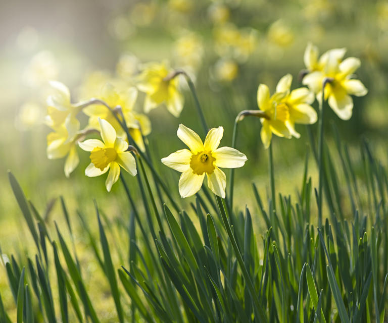 These 7 captivating plants with mythical stories deserve a place in ...