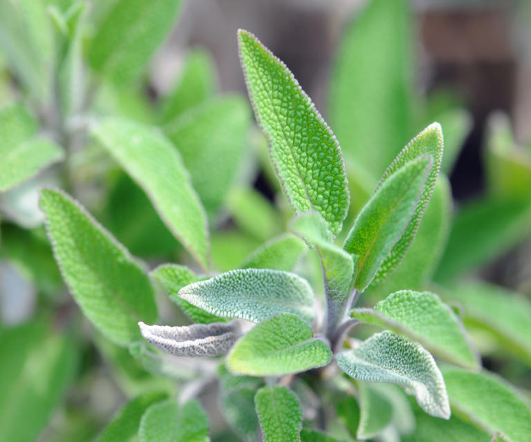 These 7 captivating plants with mythical stories deserve a place in ...