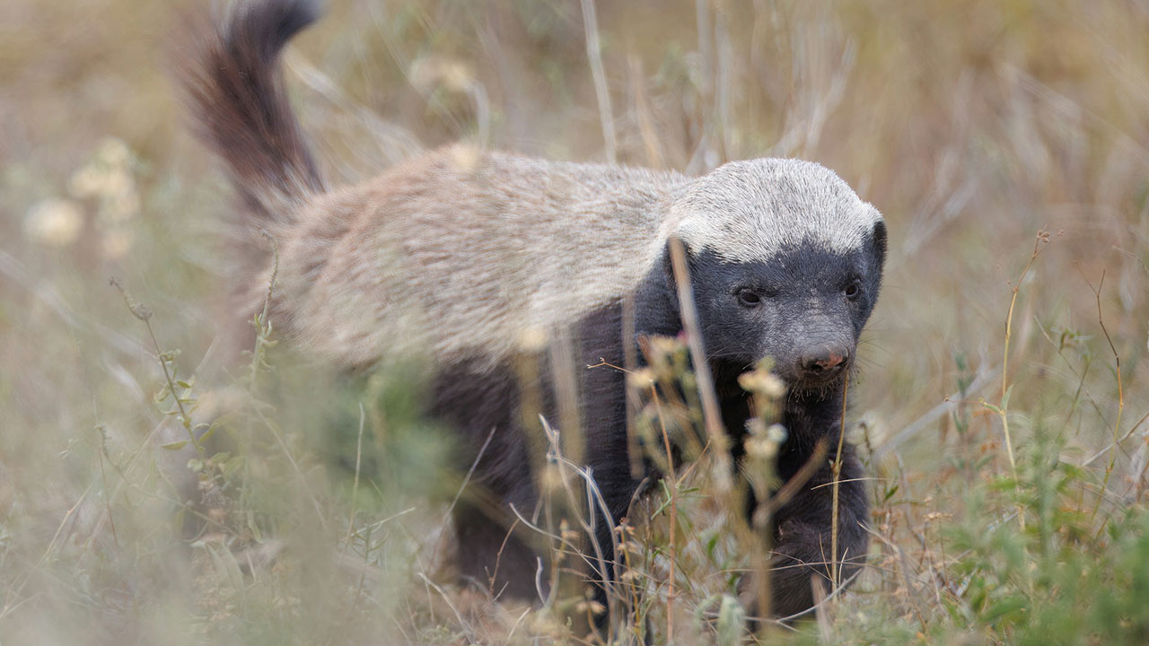 15 animals that fight dirty—and usually win