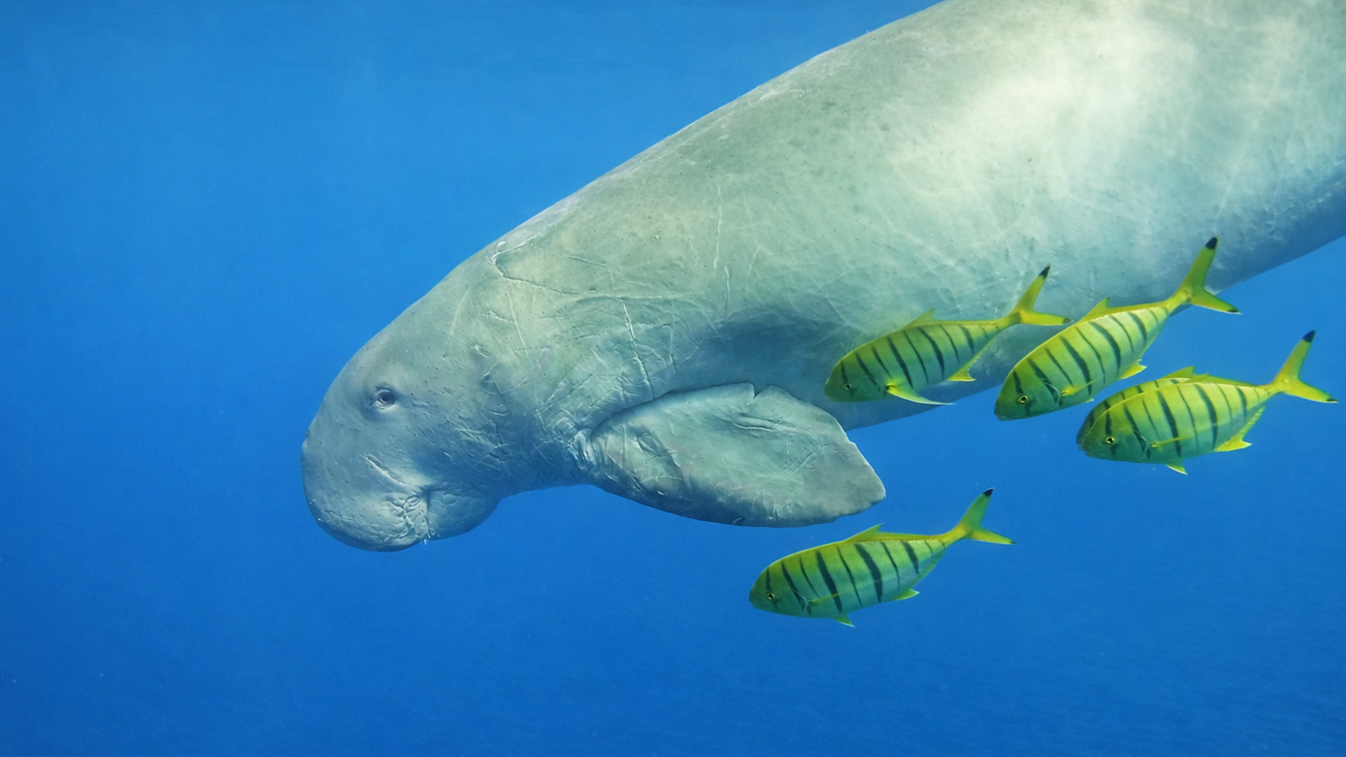 A gentle giant beneath the ocean