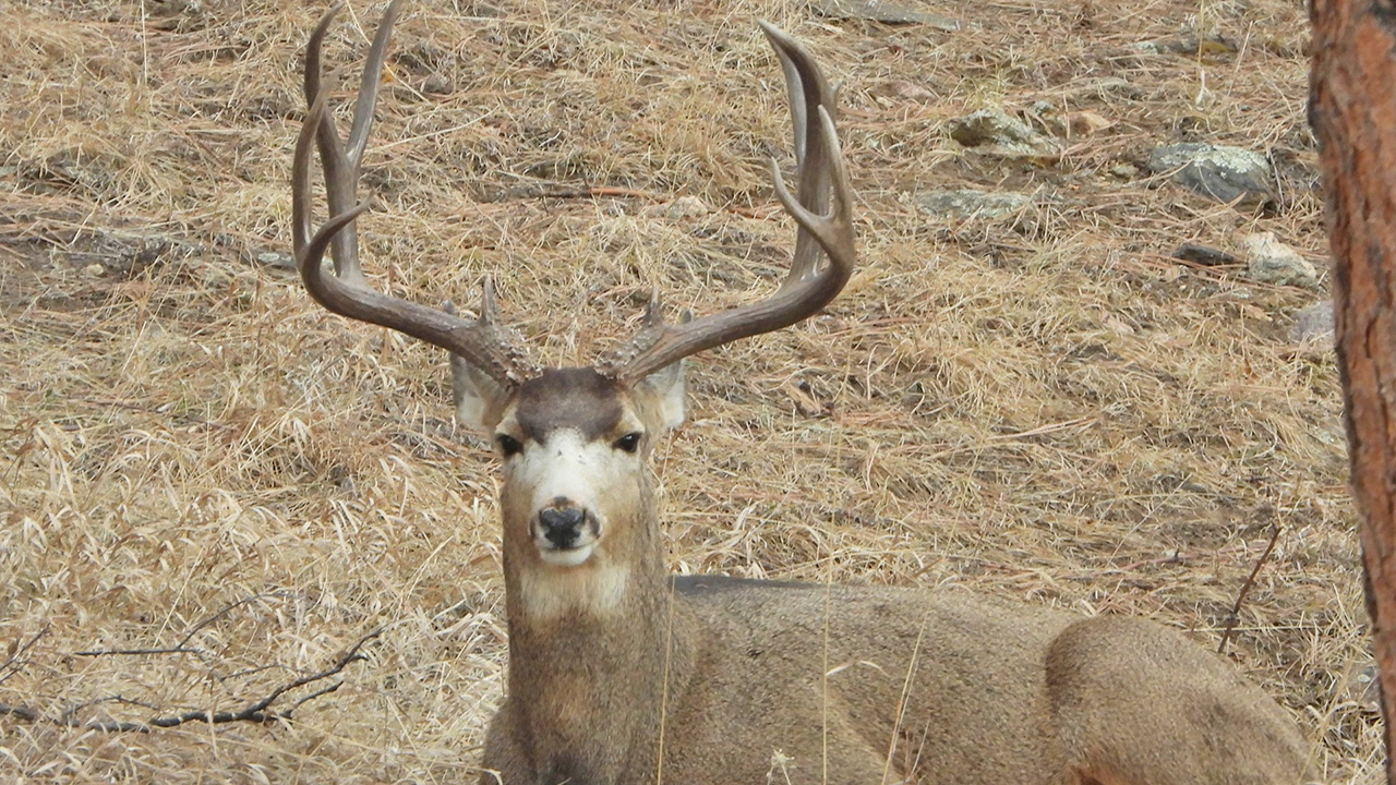 States where mule deer habitat loss is changing migration routes