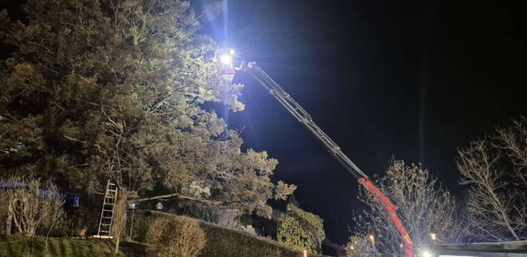 Freitag der 13.: Armes Kätzchen Mira saß 8 Stunden am Baum fest