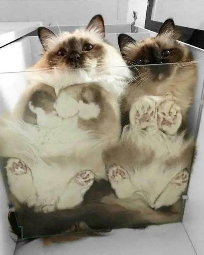 Feline lovers assemble: Here are 45 funny pics of cats on glass that ...