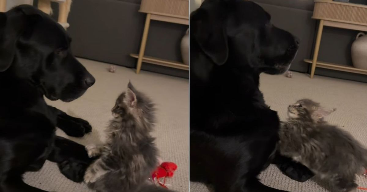 Dog tries to avoid cat's 'love nibbles,' but eventually gives in