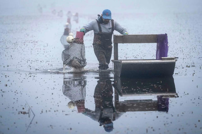 How weather this year decided the fate of Texas crawfish season, from ...