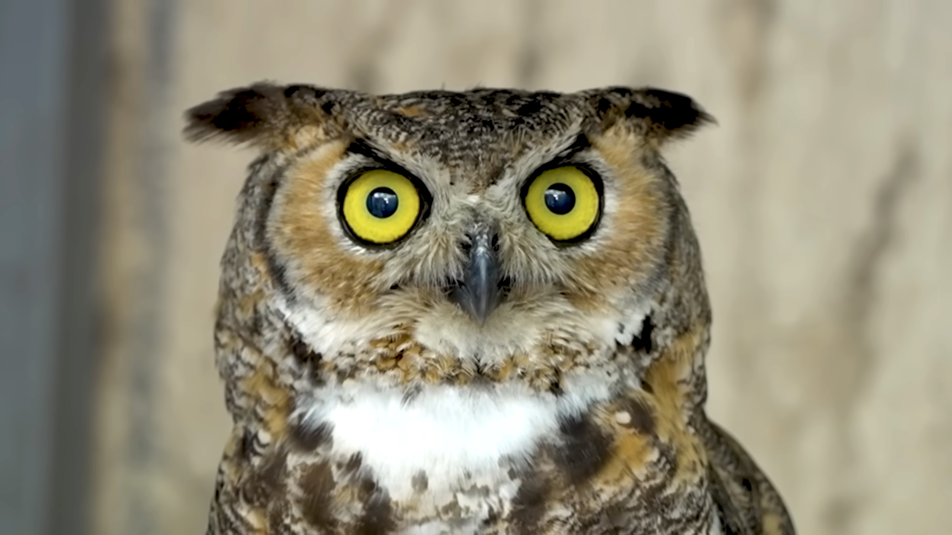 How owls turn their heads 270 degrees - without snapping their neck