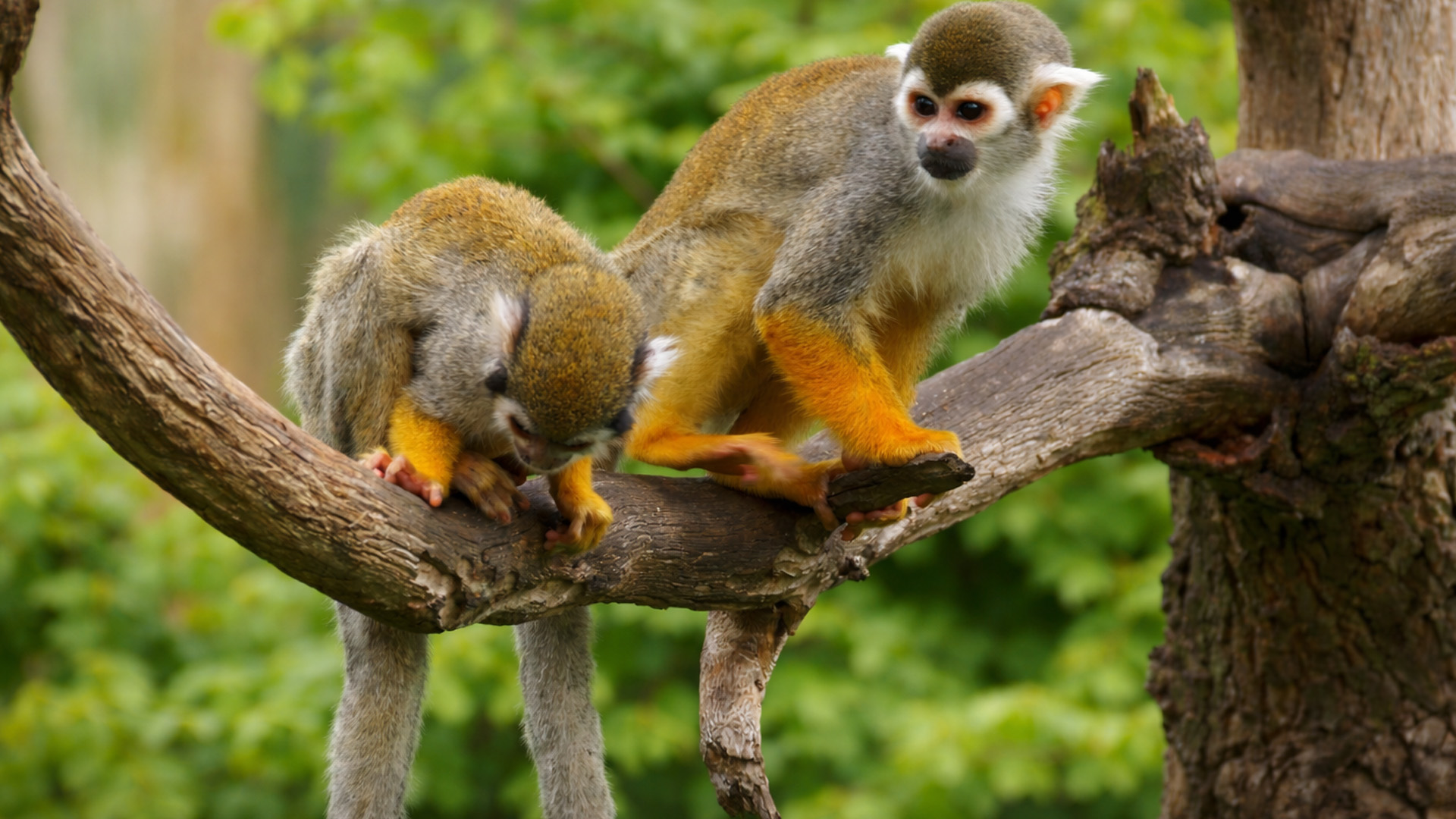 I was lucky to capture this monkey duo