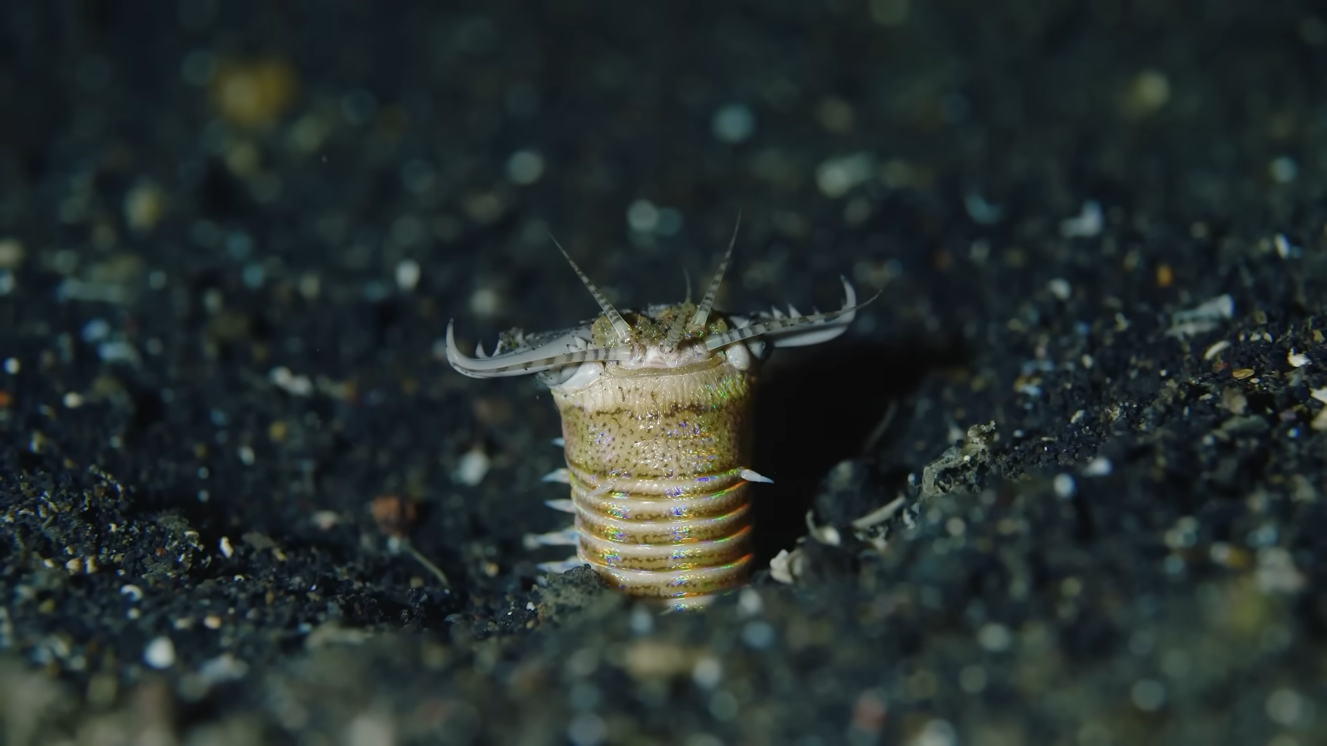 This worm looks harmless - until it touches human skin