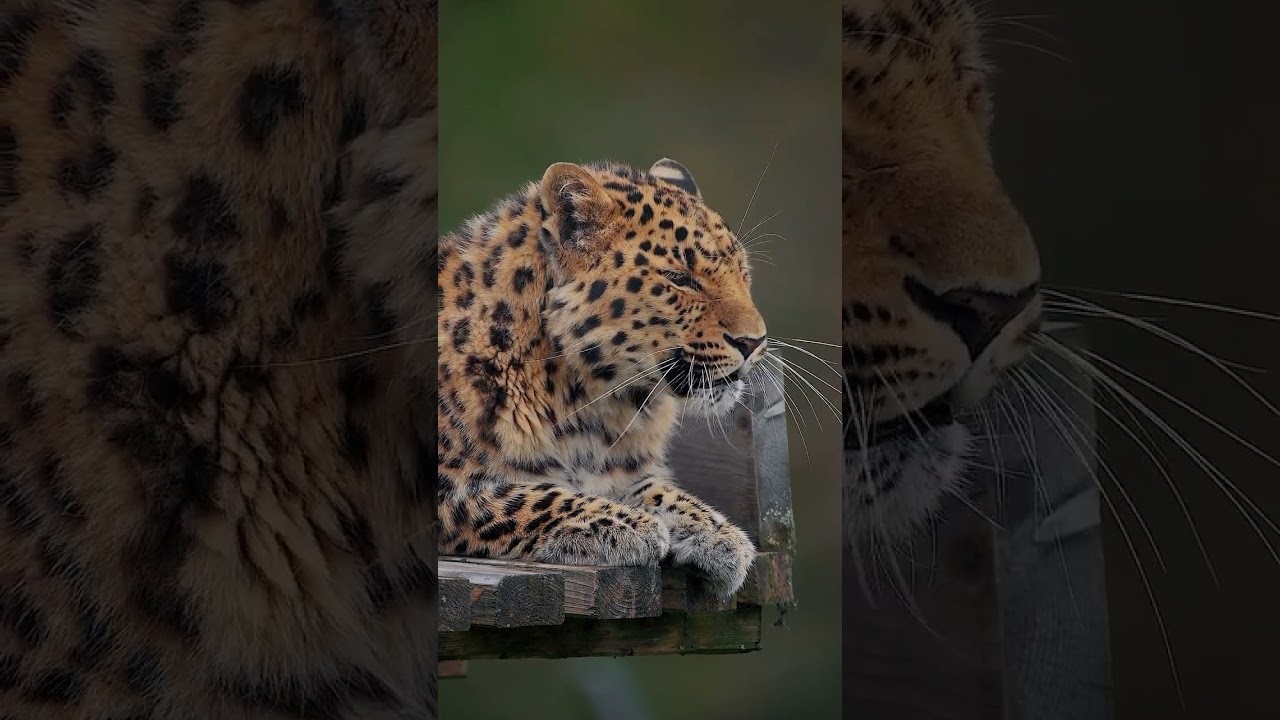 Observe a sleepy jaguar resting and letting out a big yawn