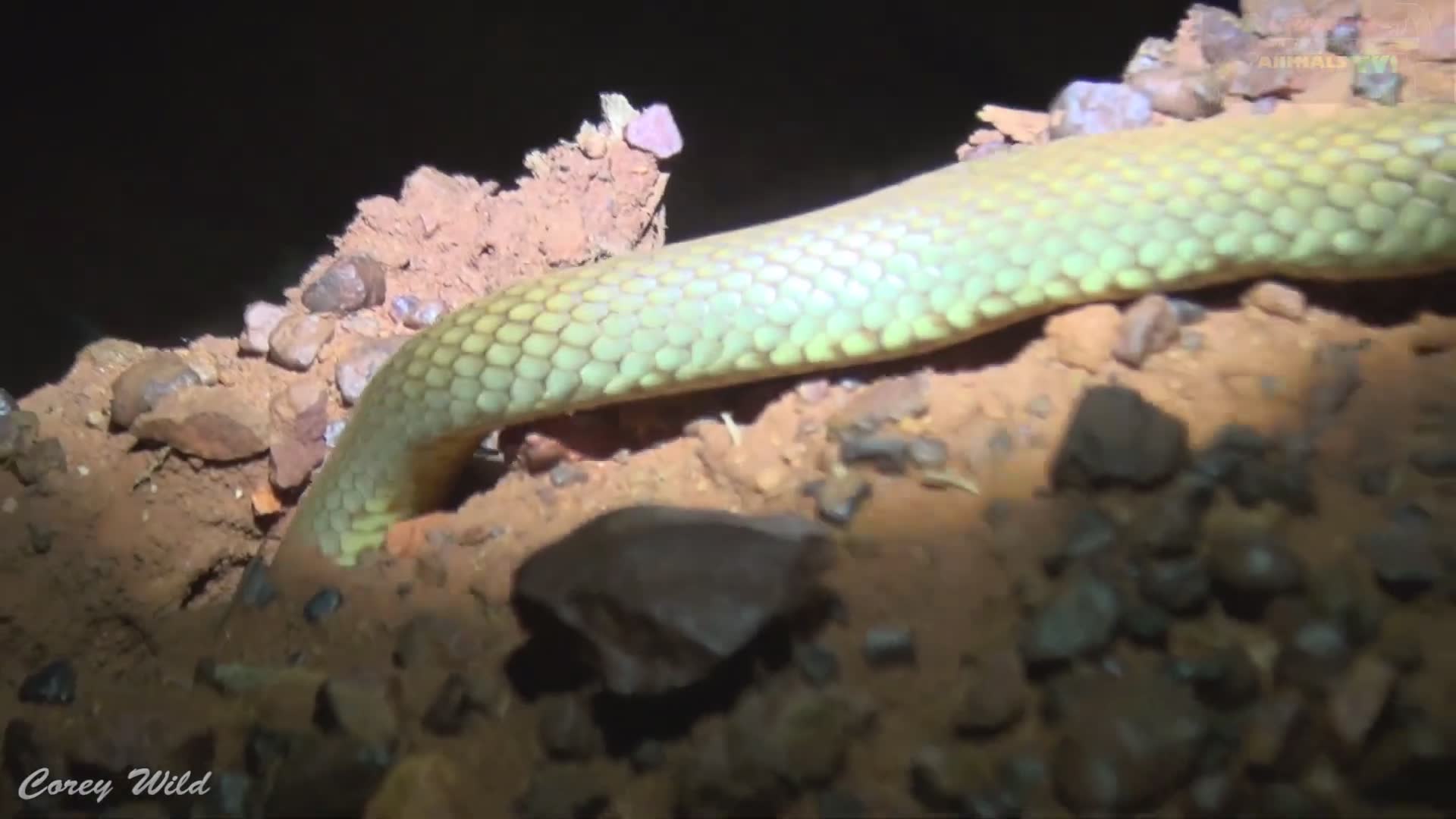 Identifying and tracking Western brown snake in outback