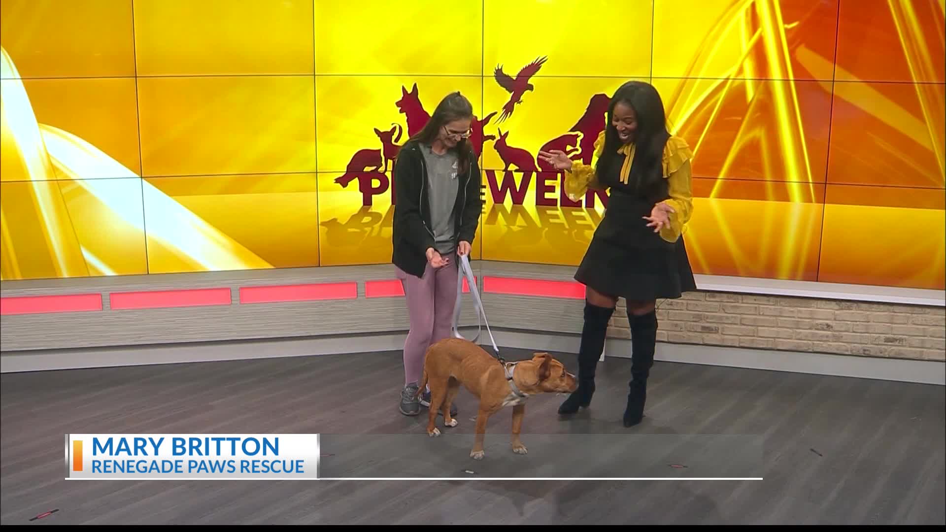 Pet of the week: Meet Yolk