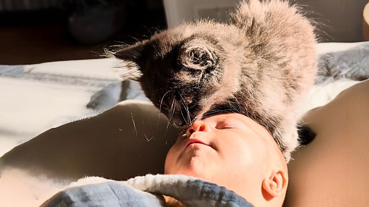 Bossy cat turns into the sweetest big sister overnight