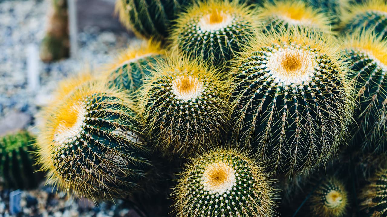 Negative plants for home: Avoid these 5 cacti that can bring negativity