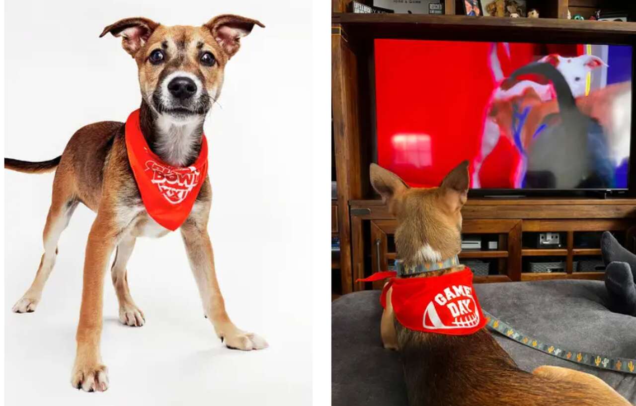 Where are the dogs from Puppy Bowl 2026 now? Here's an update on CT's ...