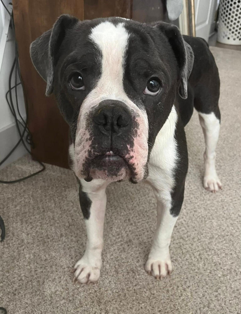 Take your pick from these dogs and cats yearning for a home