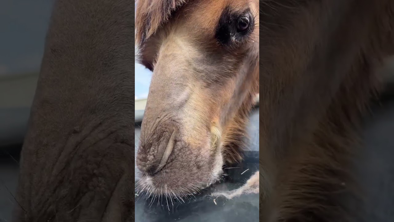 Wait for the hilarious camel shake surprise