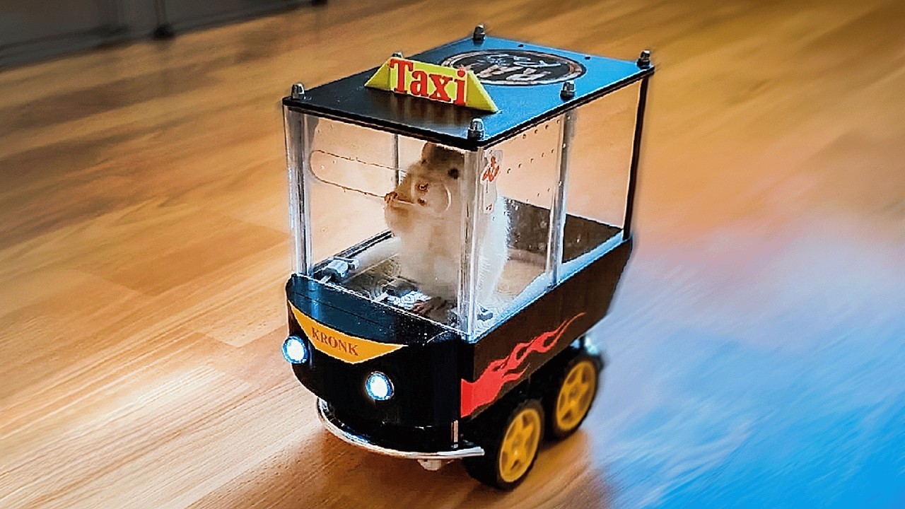 Shy rat lost his brother - then a tiny racing car changed everything