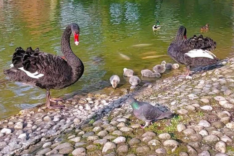 Benvenuti piccoli cigni neri: al laghetto di "Milano 2" sono nati sei ...