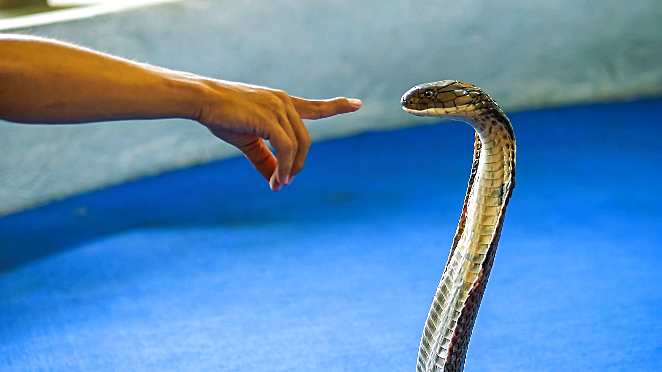 I didn’t expect this reaction from my snake