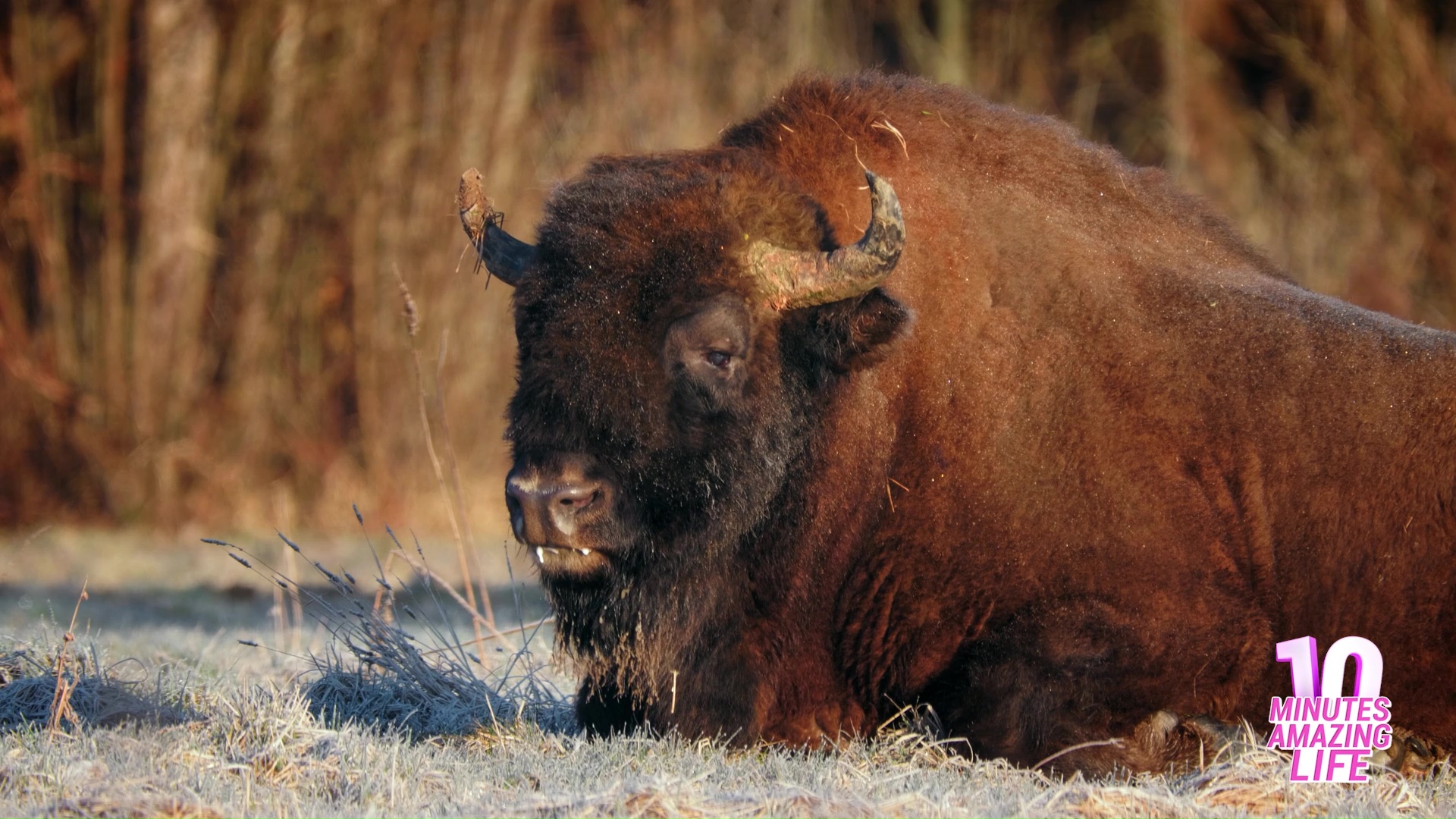 Bison close up showing a body built for battle